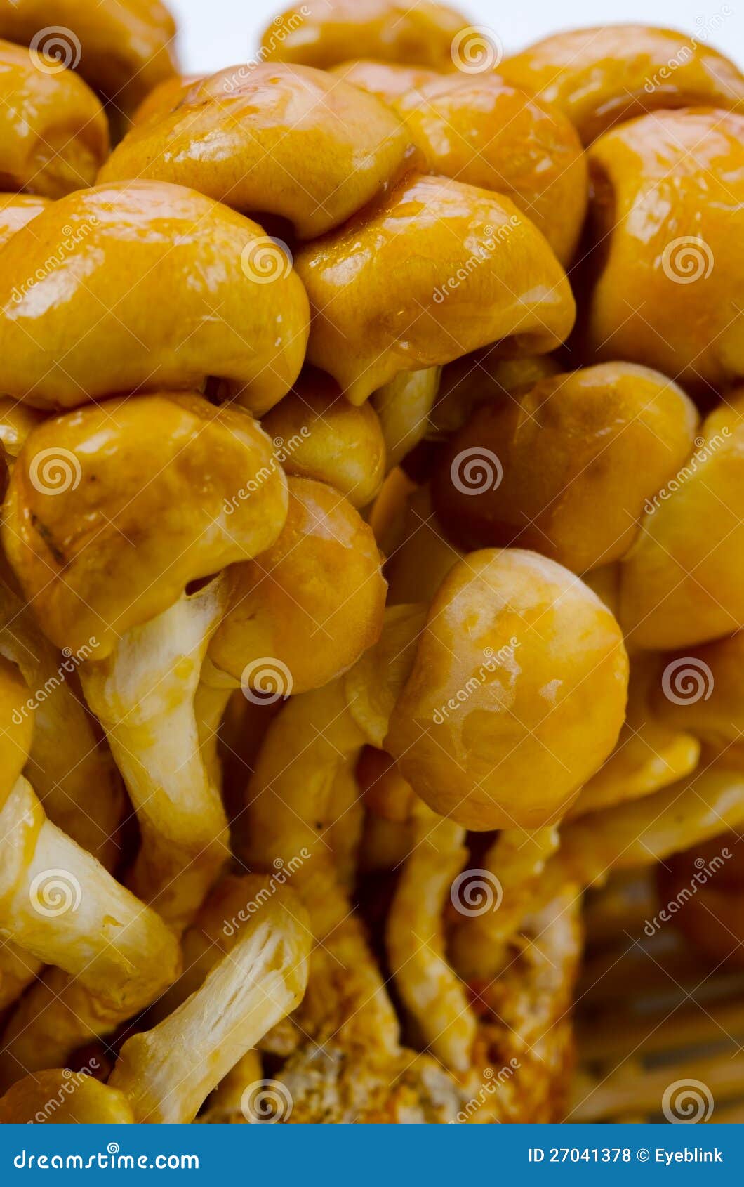 Nameko mushroom stock photo. Image of fungi, health, fungus - 27041378