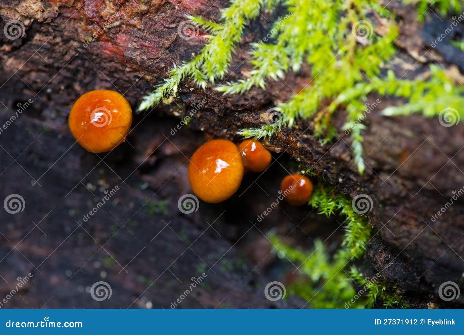 Nameko mushroom stock photo. Image of natural, nature - 27371912
