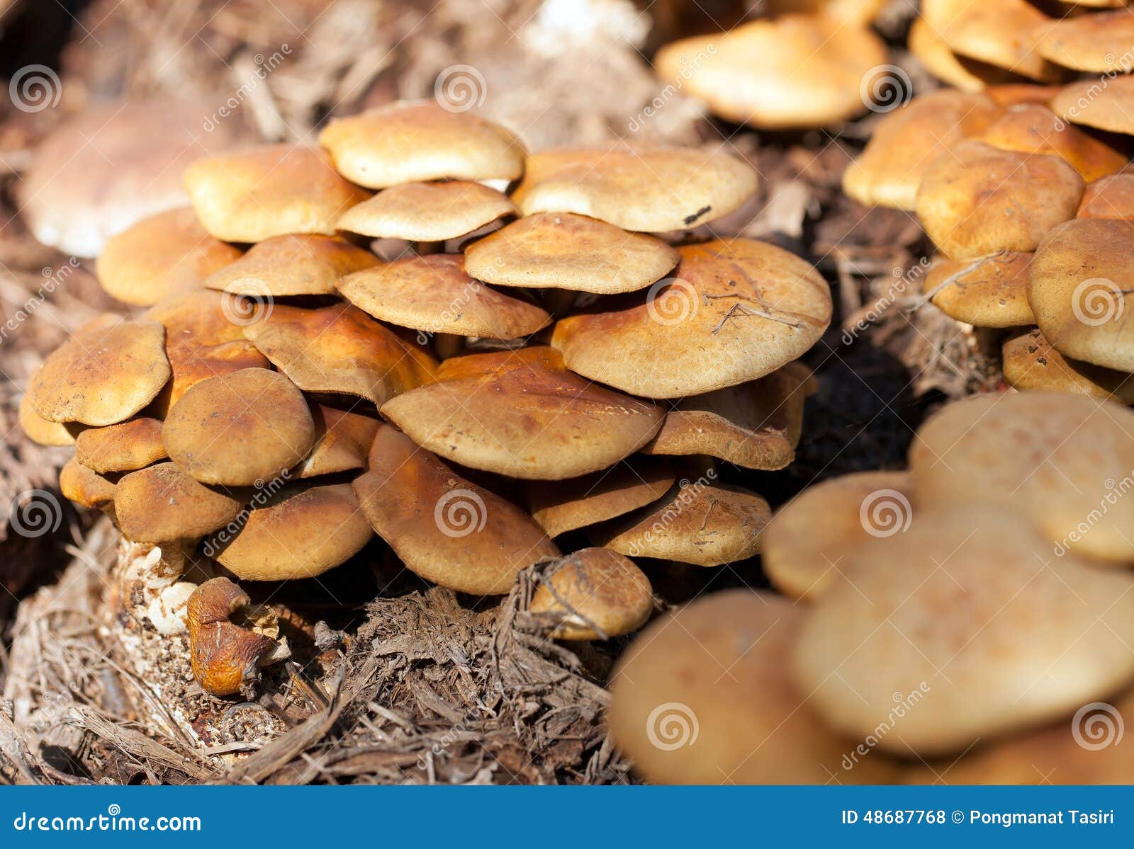 Nameko Mushrooms stock photo. Image of plant, edible - 48687768