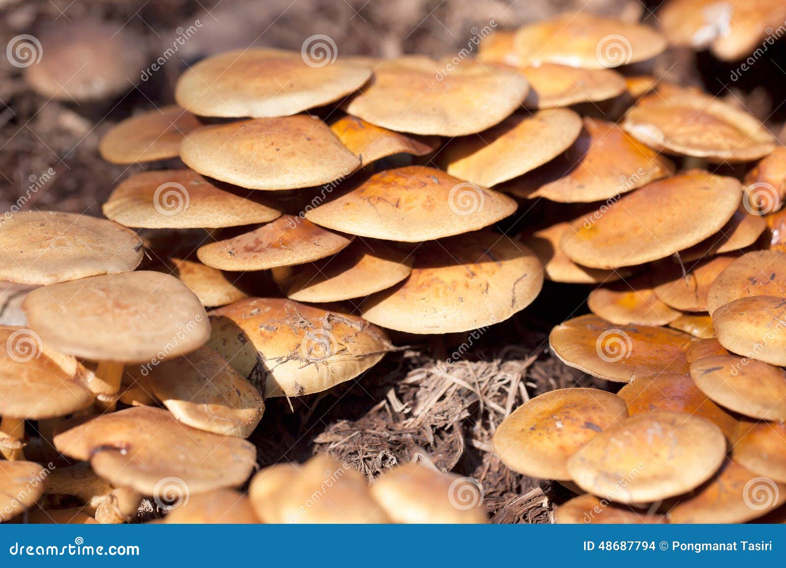 Nameko Mushrooms stock photo. Image of kuehneromyces - 48687794