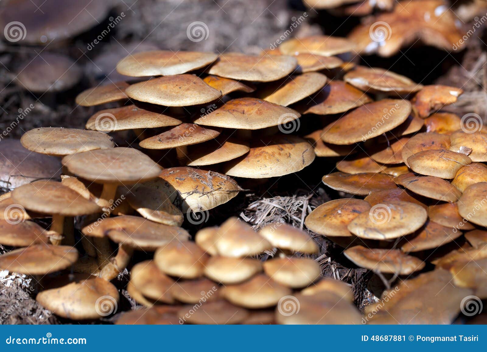 Nameko Mushrooms stock image. Image of numerous, moss - 48687881