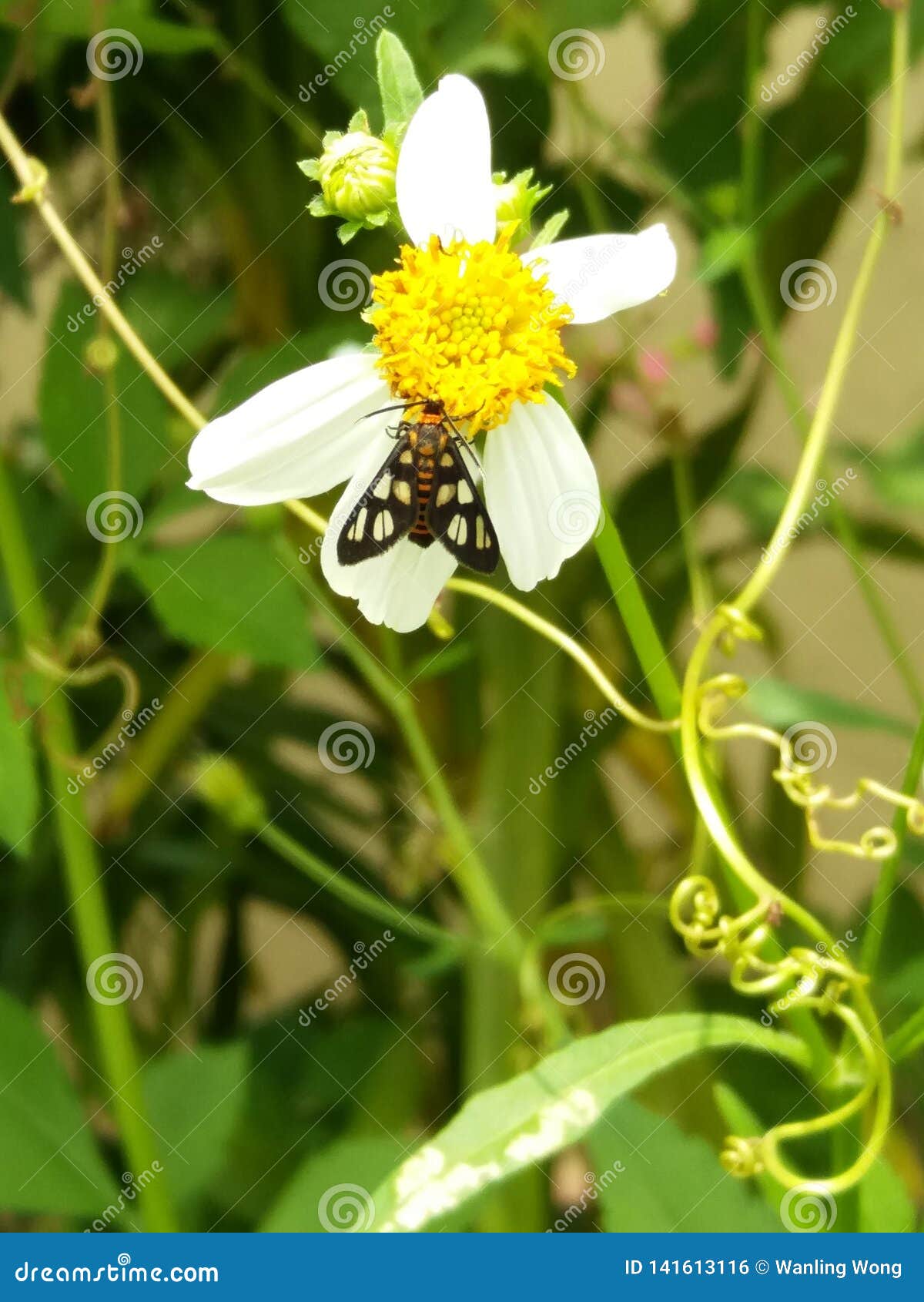 Nameless butterfly stock photo. Image of giving, flowering - 141613116