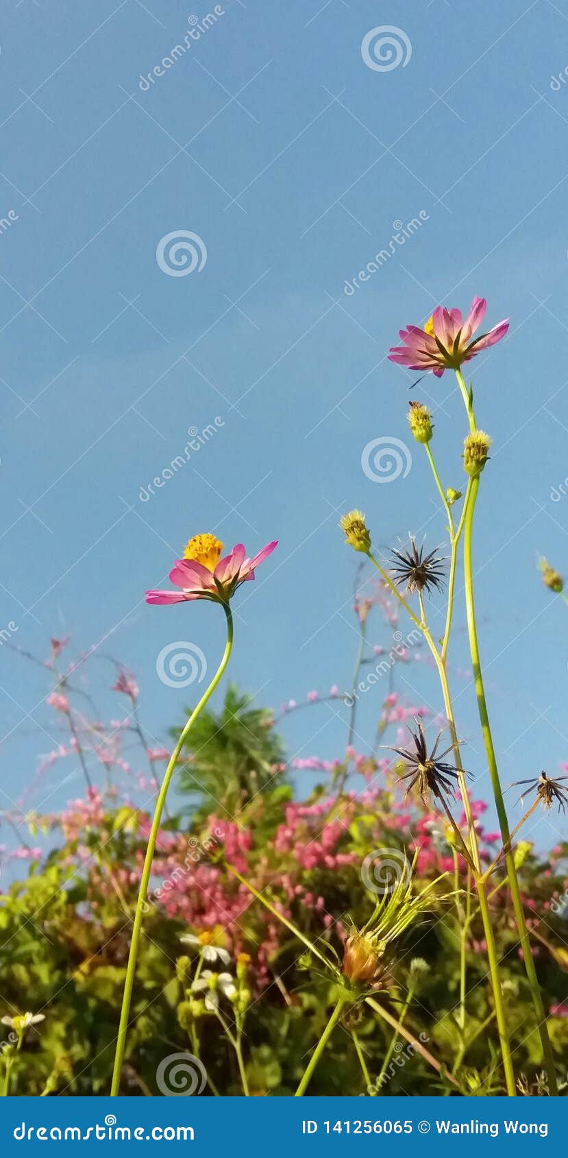 Nameless flower stock image. Image of blue, cycad, love - 141256065