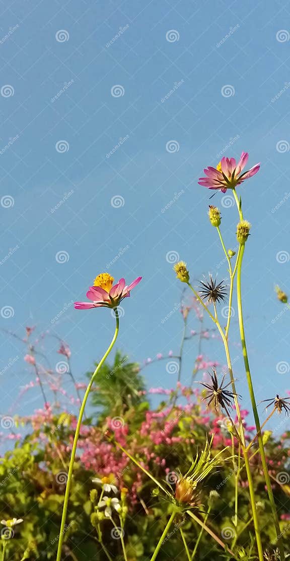 Nameless flower stock image. Image of blue, cycad, love - 141256065