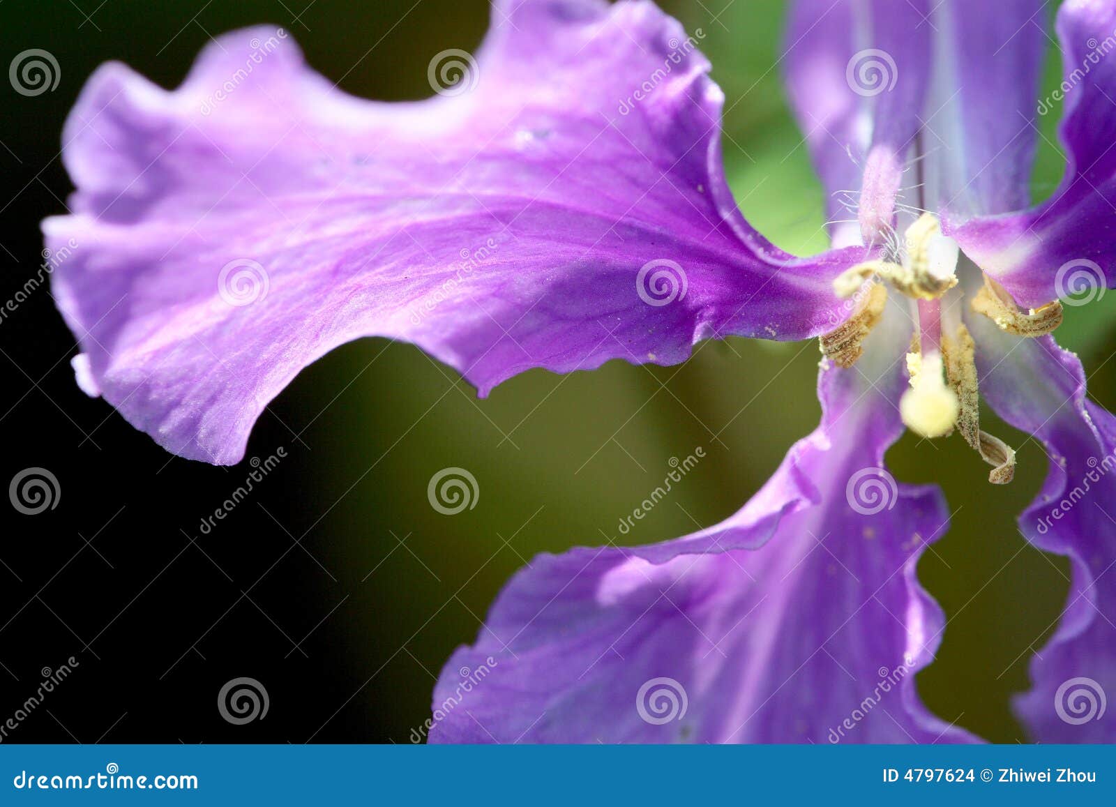 Nameless flower close up stock photo. Image of living - 4797624