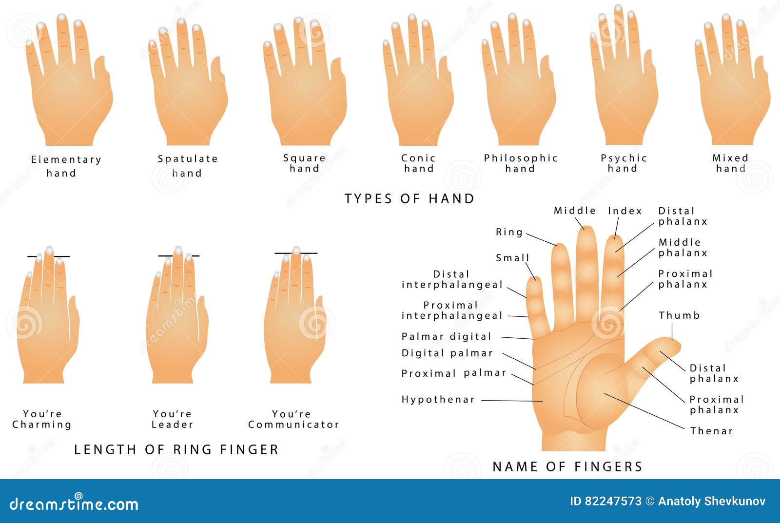 Namen van de Vingers vector illustratie. Illustration of recht - 82247573