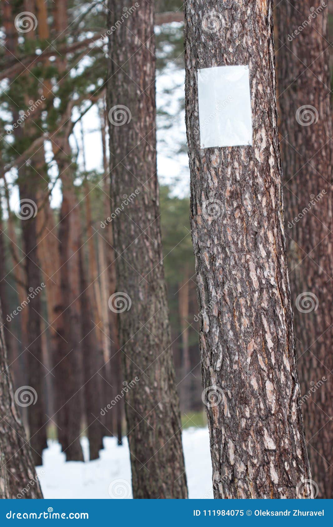 Nameplate on the tree stock image. Image of natural - 111984075