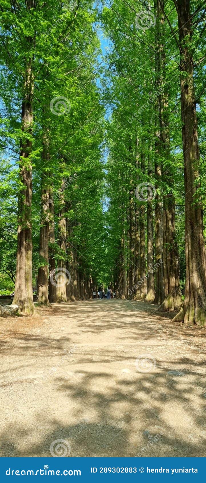 Nami Island South Korea in the Spring Stock Image - Image of nami ...