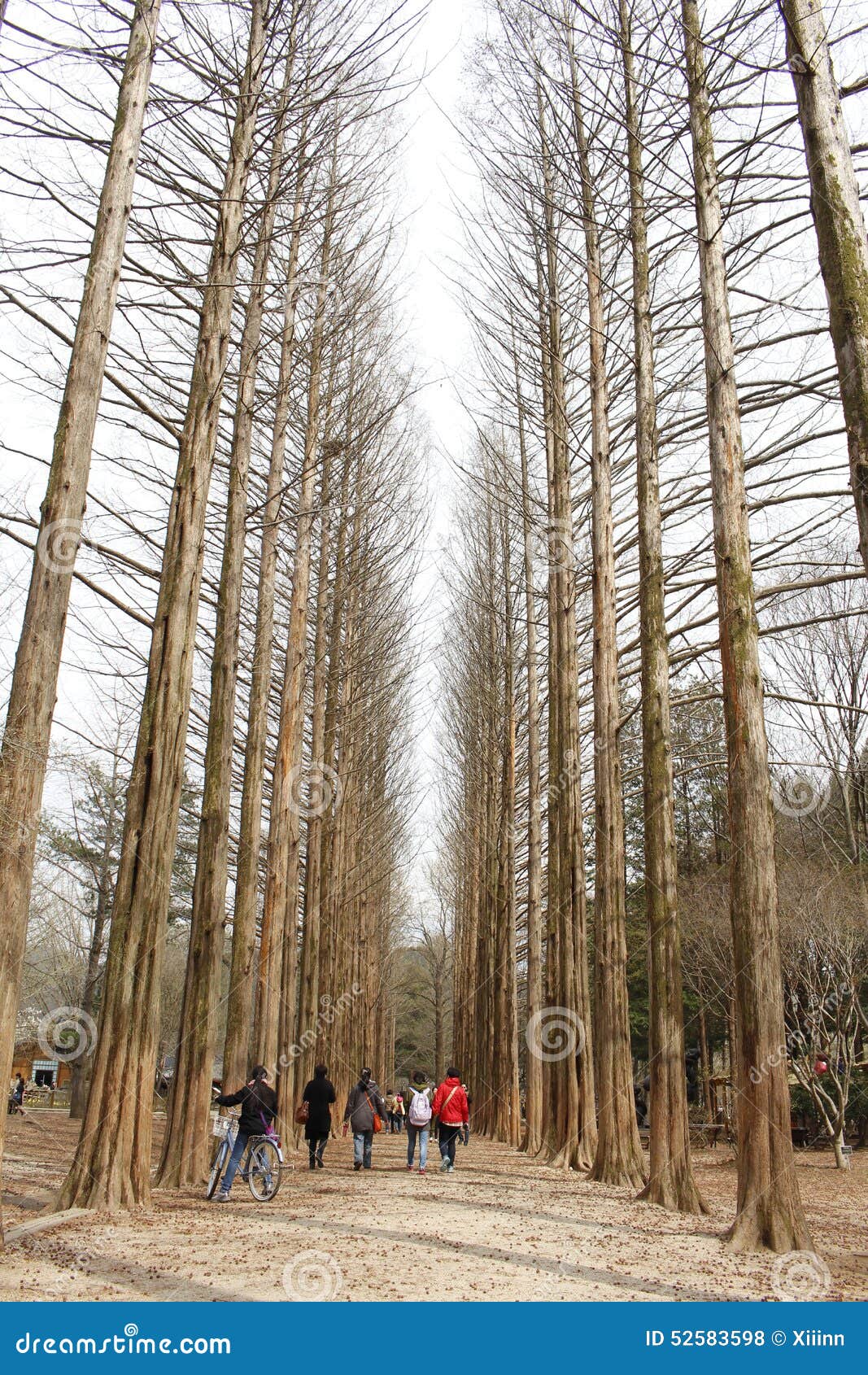 Nami Island editorial stock photo. Image of tall, trees - 52583598