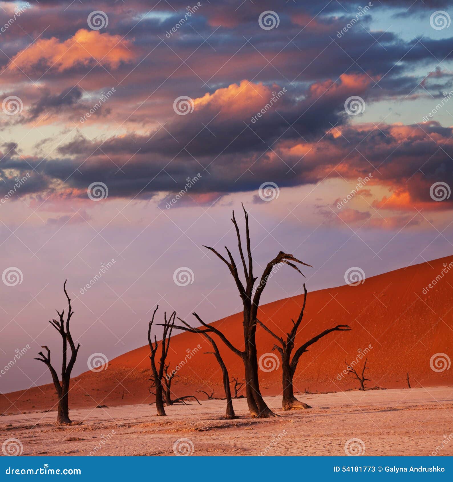 Namib stock image. Image of remains, deadwood, arid, sand - 54181773