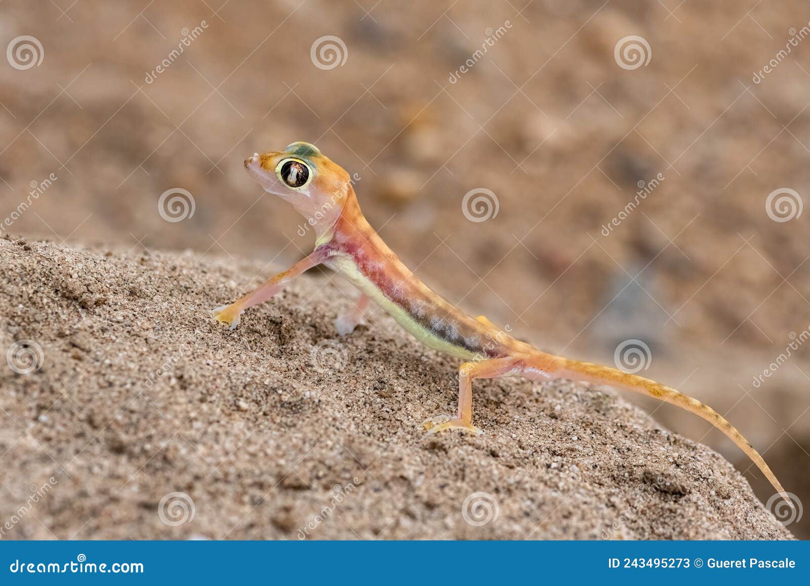 A Namib sand gecko, lizard stock image. Image of desert - 243495273