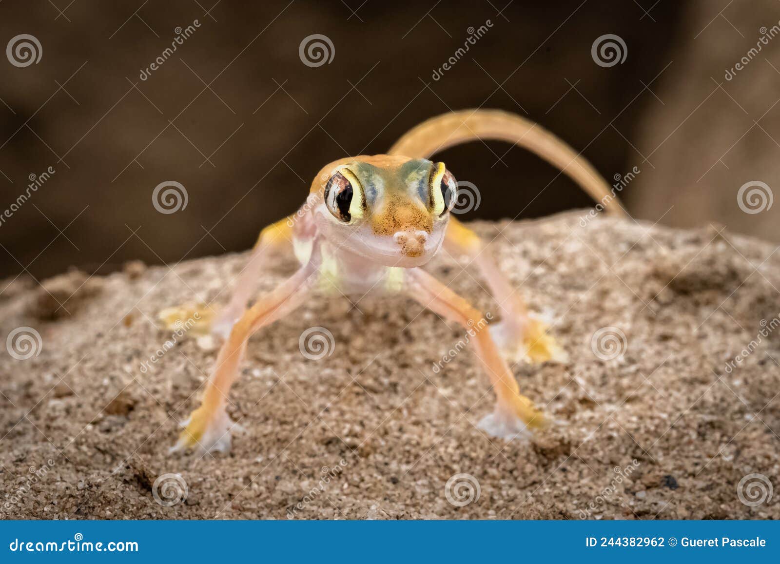 A Namib sand gecko, lizard stock photo. Image of desert - 244382962