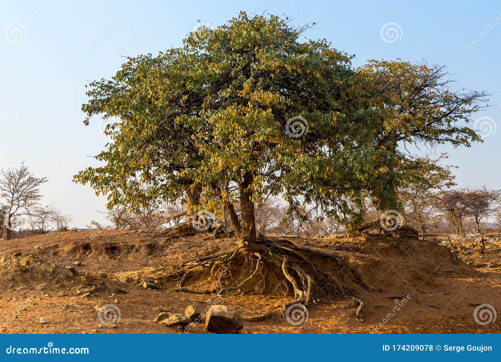 Tree from the Kunene River Area in Namibia Stock Photo - Image of ...
