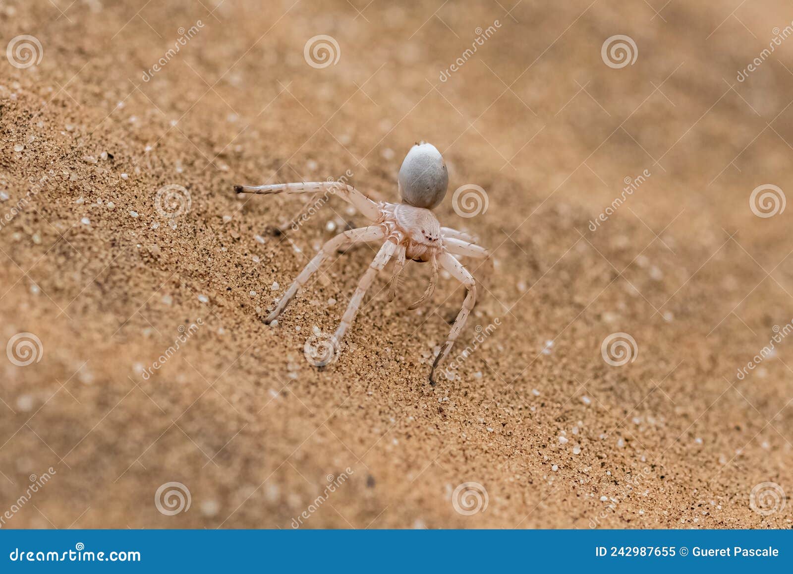 Namibia, Dancing White Lady Spider Stock Image - Image of dunes, giant ...