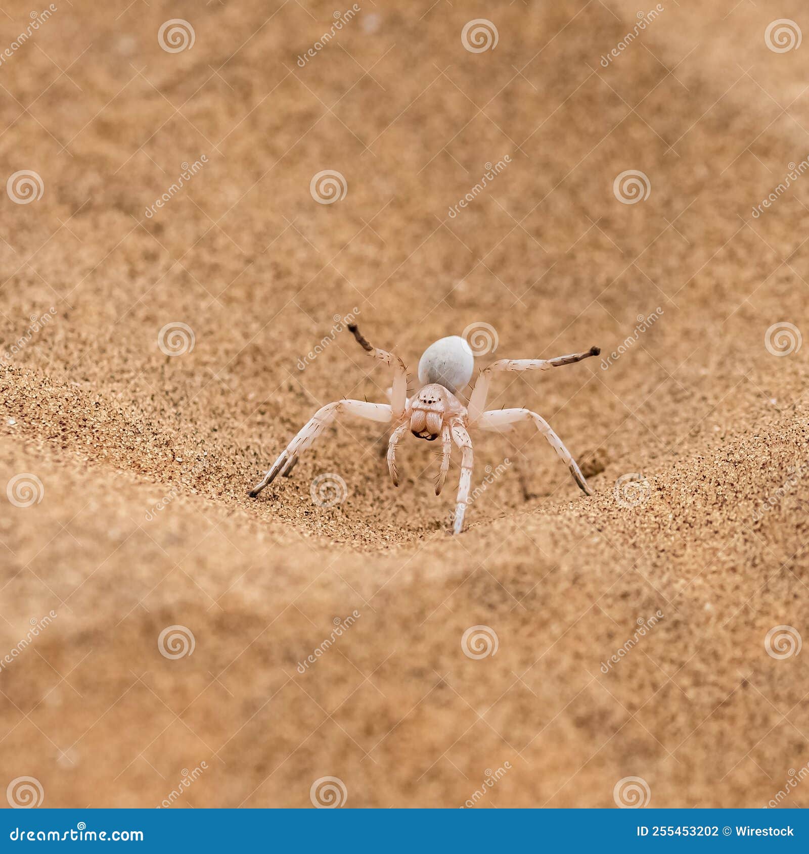 Namibia, Dancing White Lady Spider Stock Photo - Image of animal ...