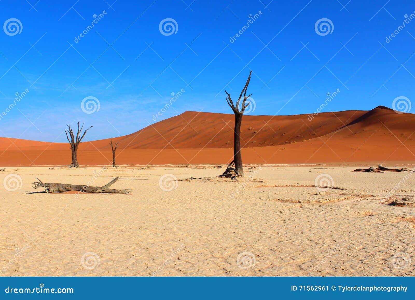 Namibia Desert stock image. Image of surreal, tree, weathered - 71562961