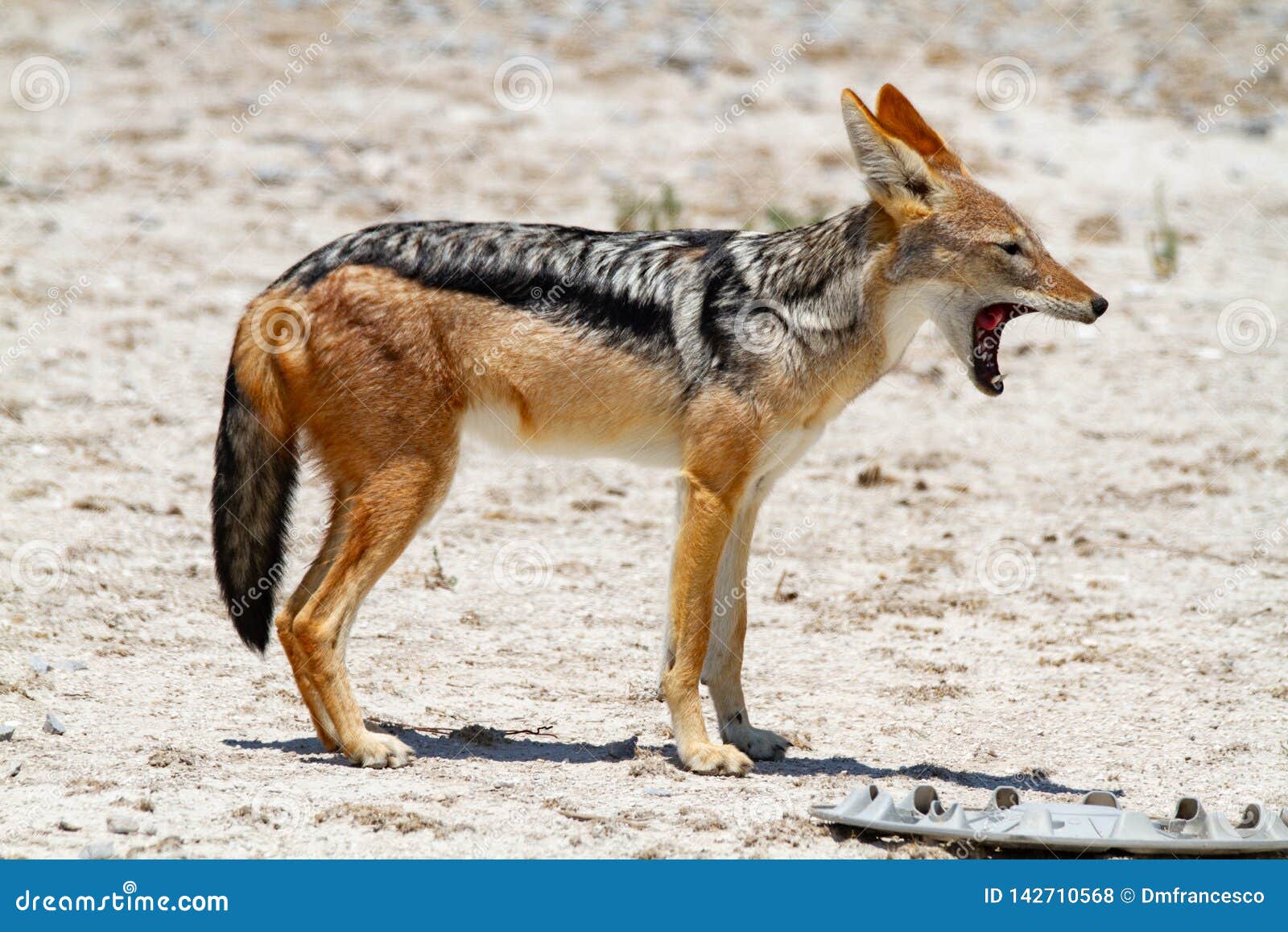Jackal Mamal of Africa Namibia Deserts and Nature in National Parks ...