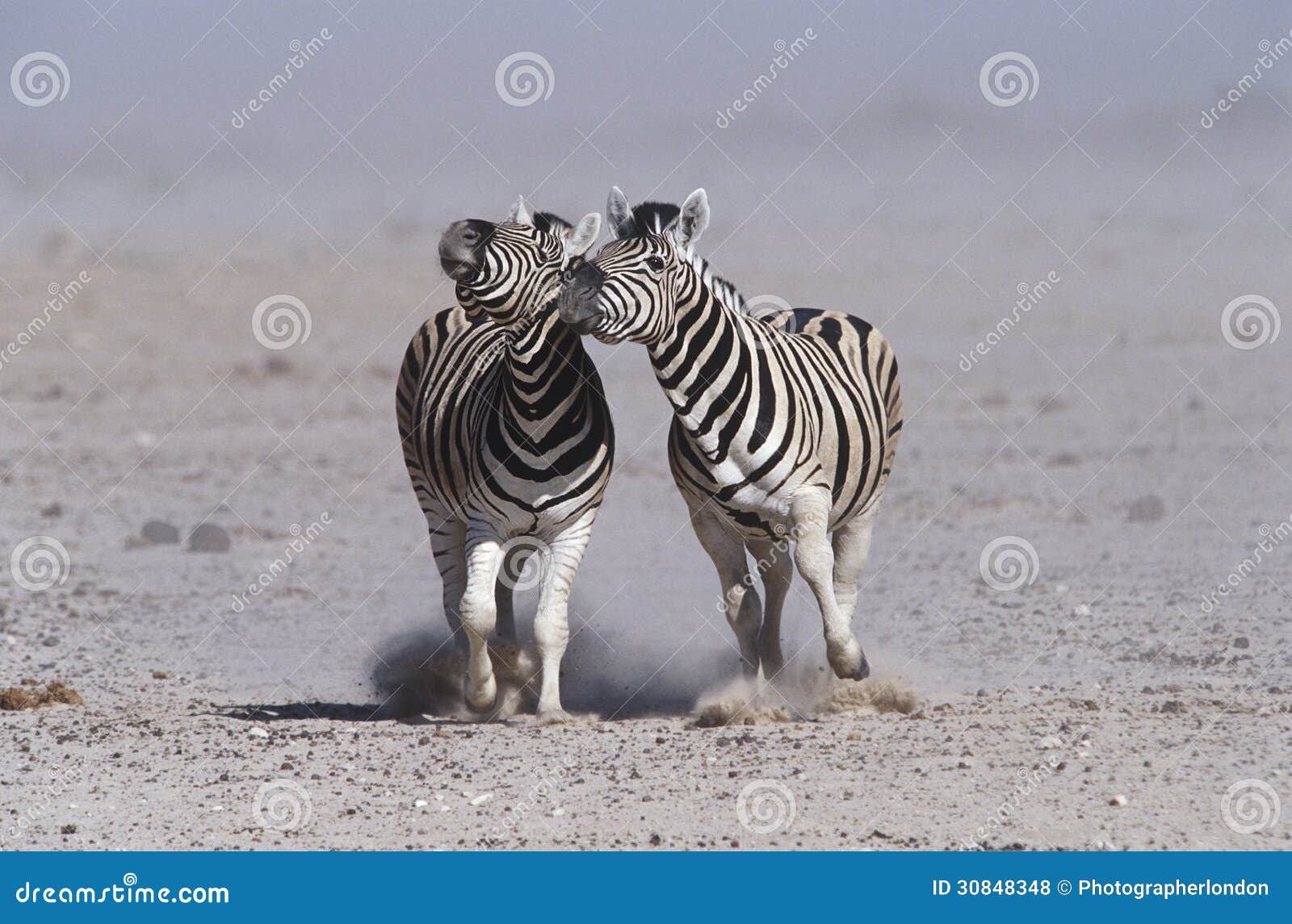 Namibia Etosha Pan Two Burchell S Zebras Running Side by Side Stock ...