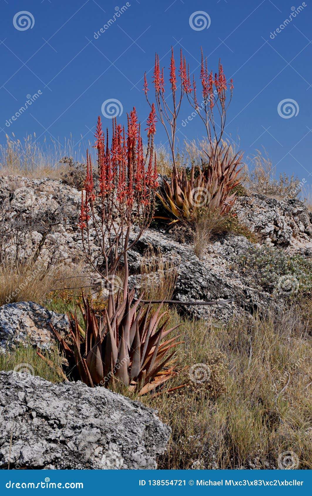 Namibia: Flora at the Boarder of the Etosha Salt Pans Stock Image ...