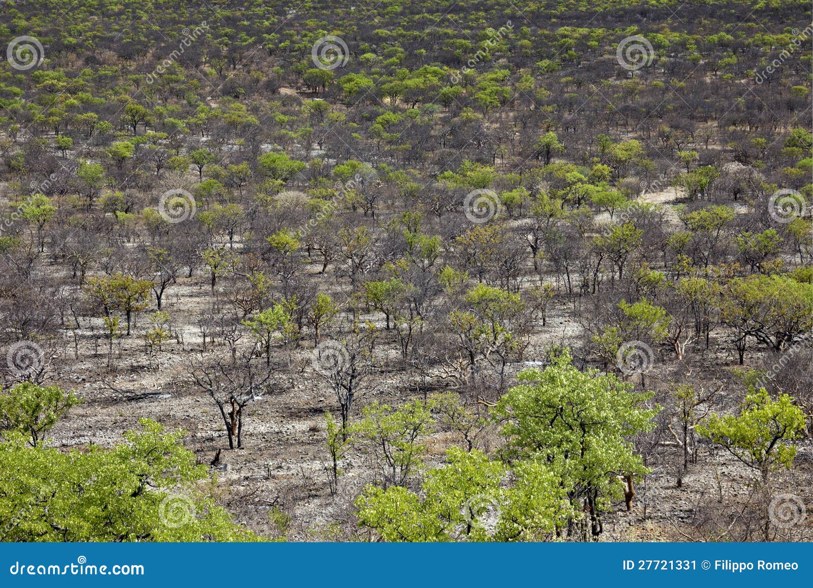 Namibia forest stock image. Image of namibia, scenery - 27721331