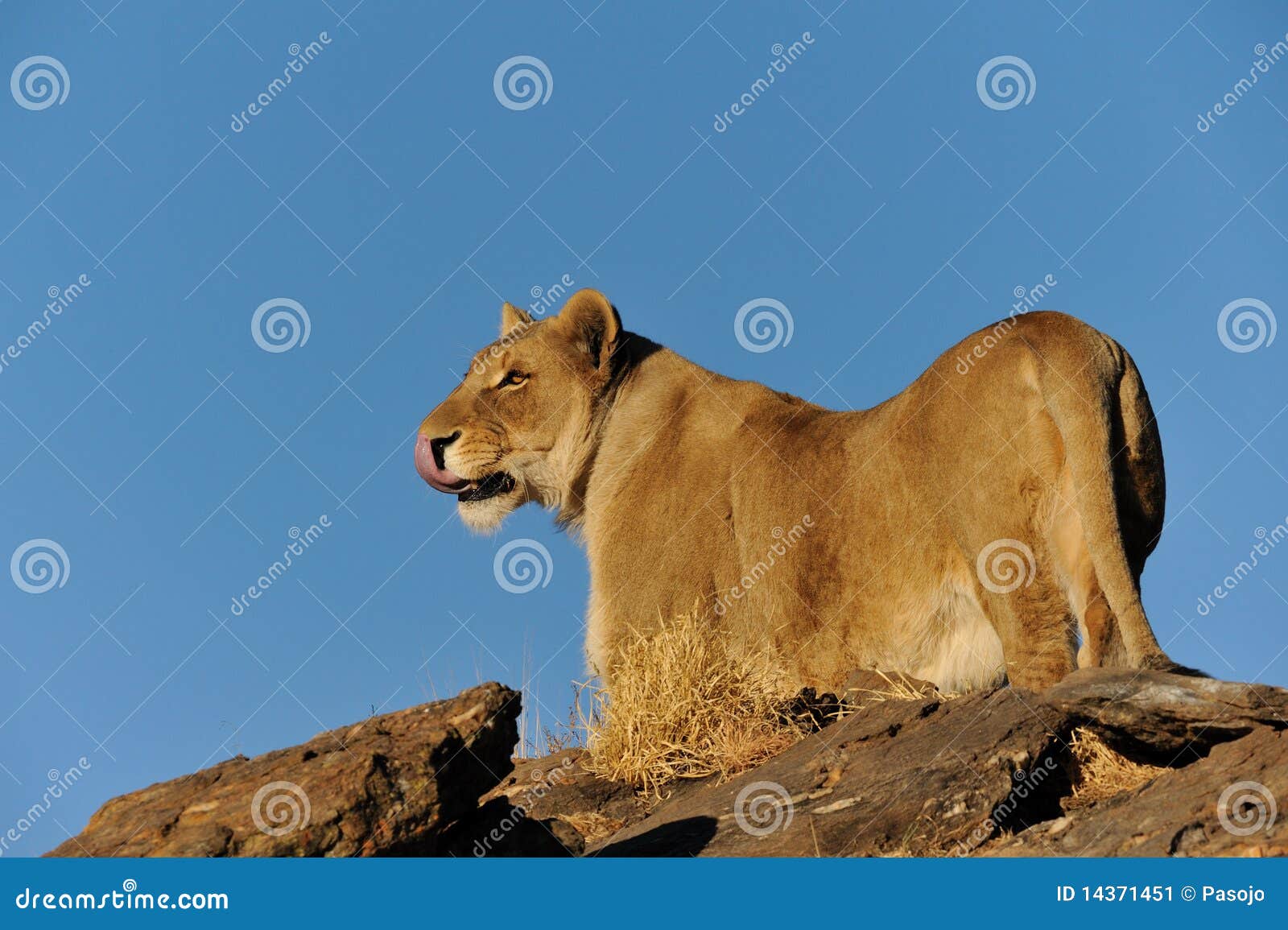Namibia - Lioness stock image. Image of lioness, sunset - 14371451