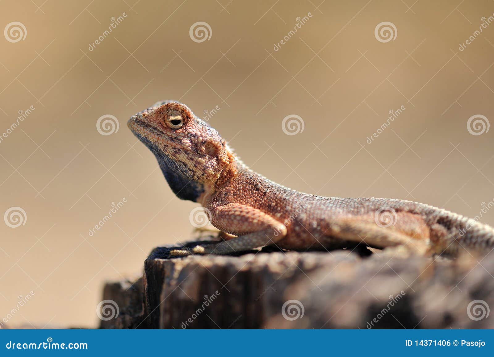 Namibia Lizard stock photo. Image of reptile, wildlife - 14371406