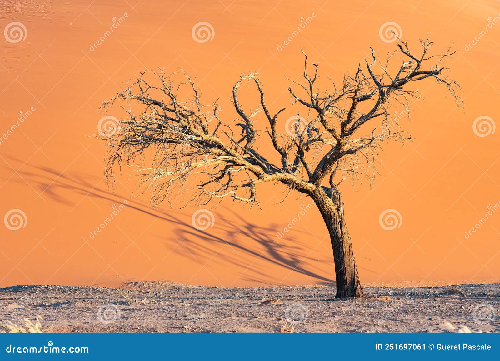 Namibia, the Namib Desert, a Tree Stock Image - Image of dunes, granite ...