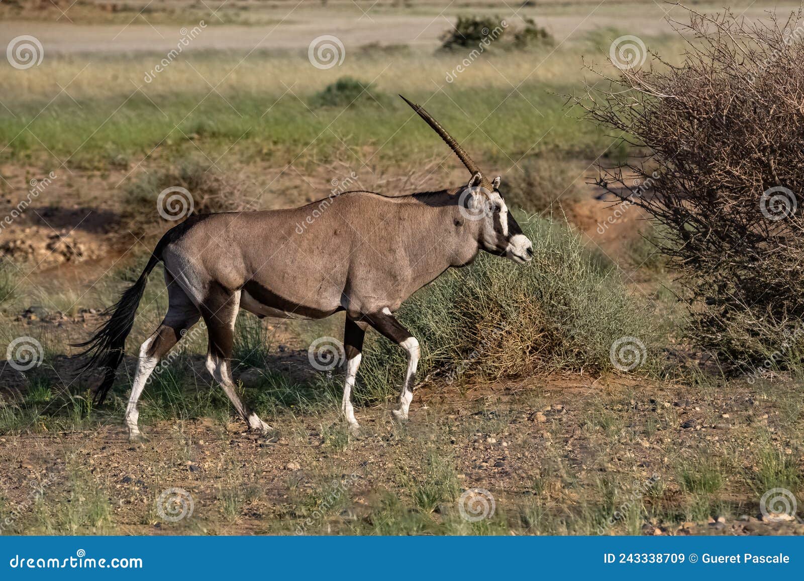 Namibia, oryx walking stock image. Image of arid, animal - 243338709