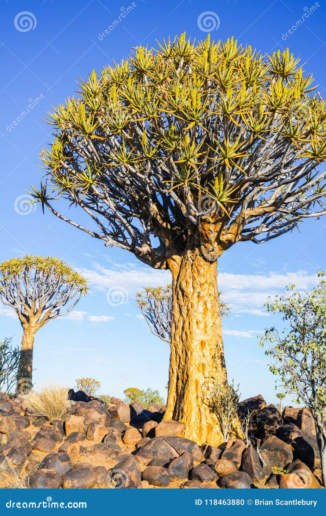 Namibia Quiver Tree Forest Stock Photography | CartoonDealer.com #118464026