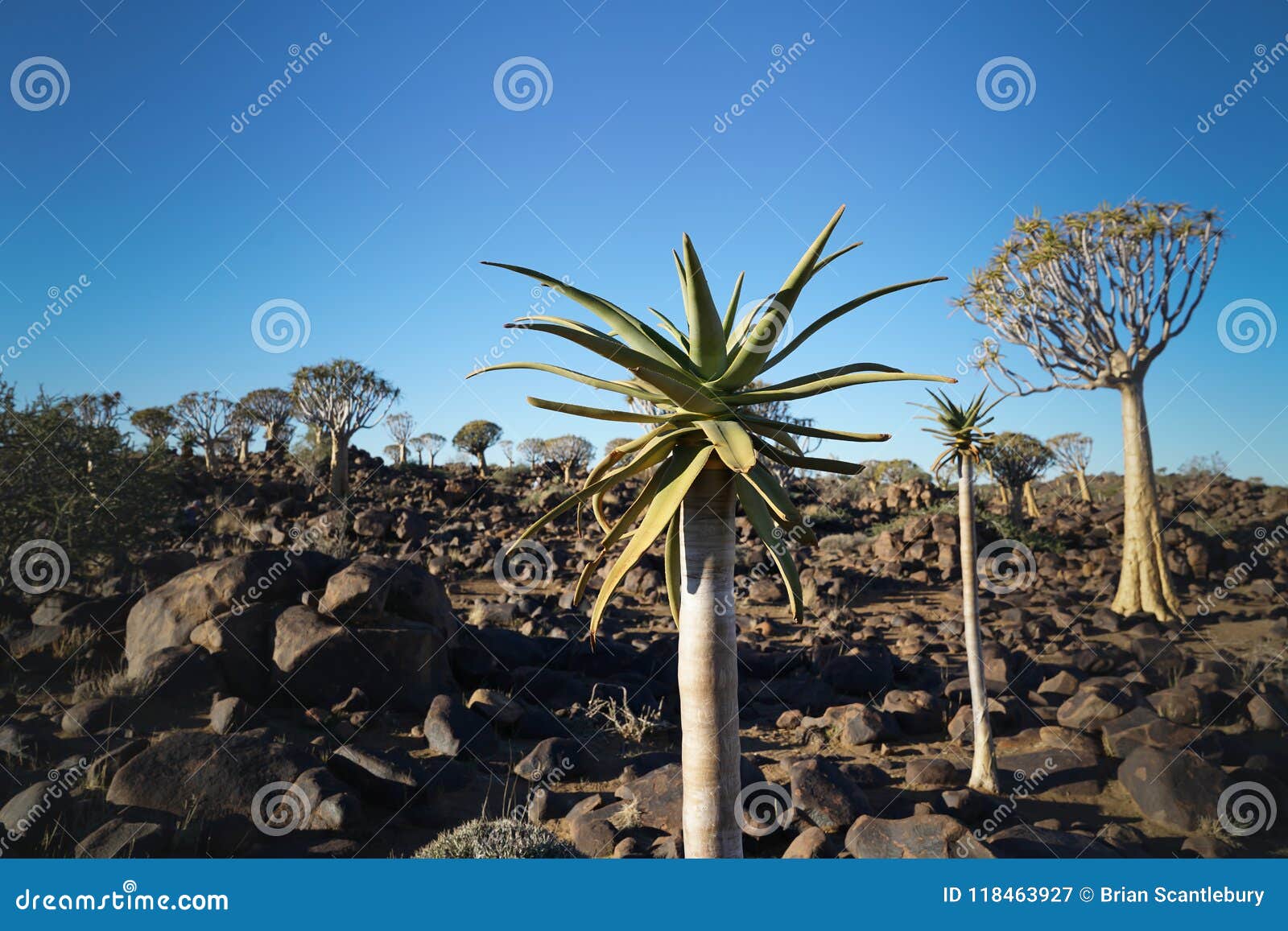 Namibia Quiver Tree Forest Stock Photography | CartoonDealer.com #118464026
