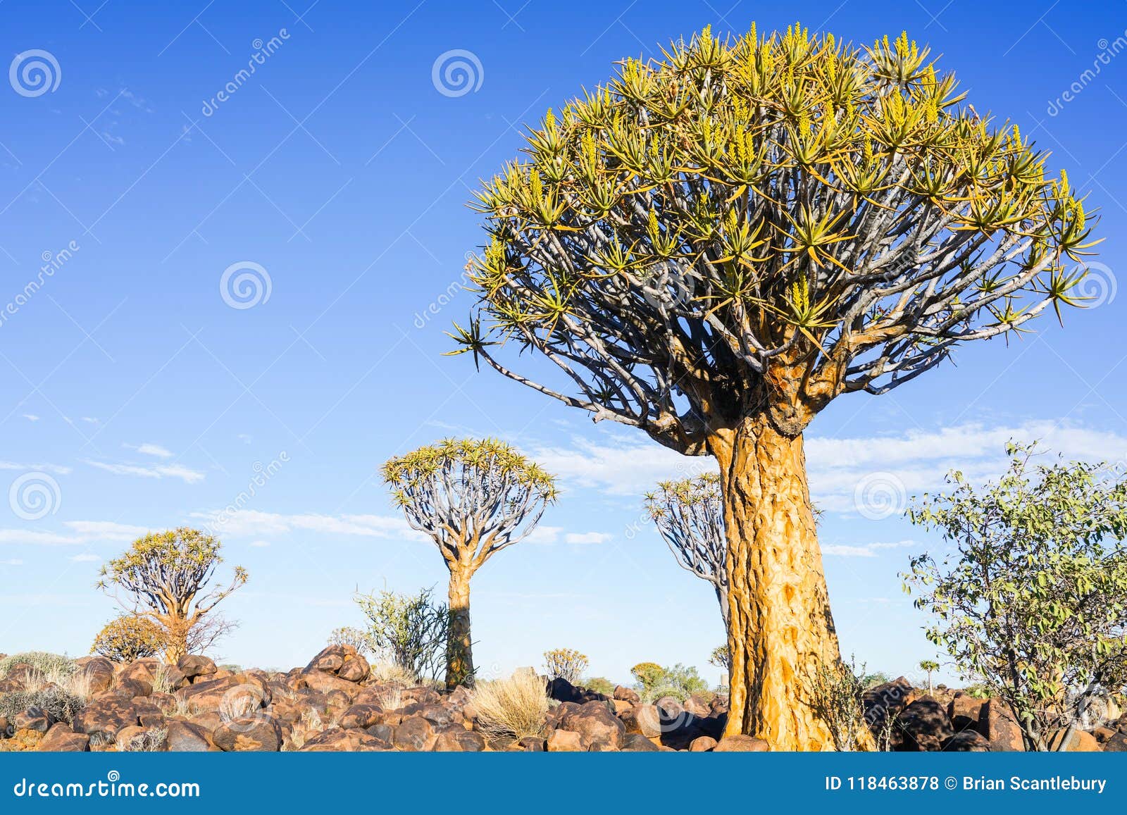 Namibia Quiver Tree Forest stock photo. Image of outdoors - 118463878