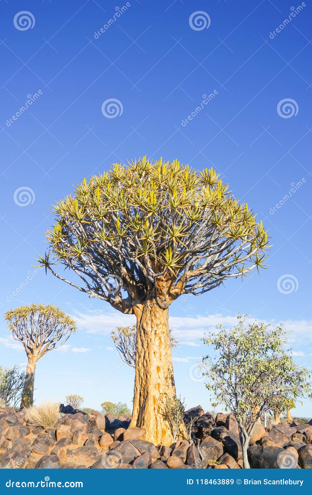 Namibia Quiver Tree Forest stock image. Image of african - 118463889