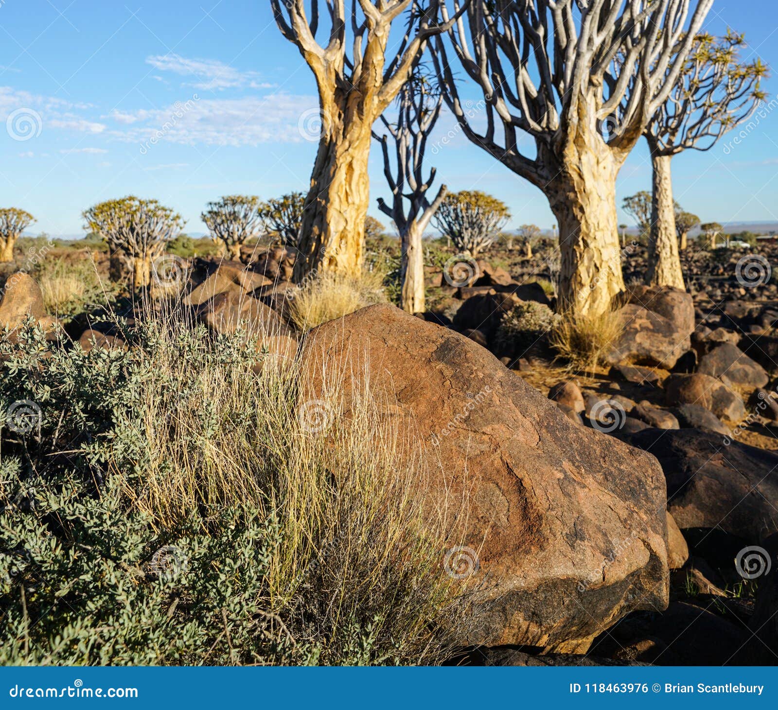 Namibia Quiver Tree Forest Stock Photography | CartoonDealer.com #118464026