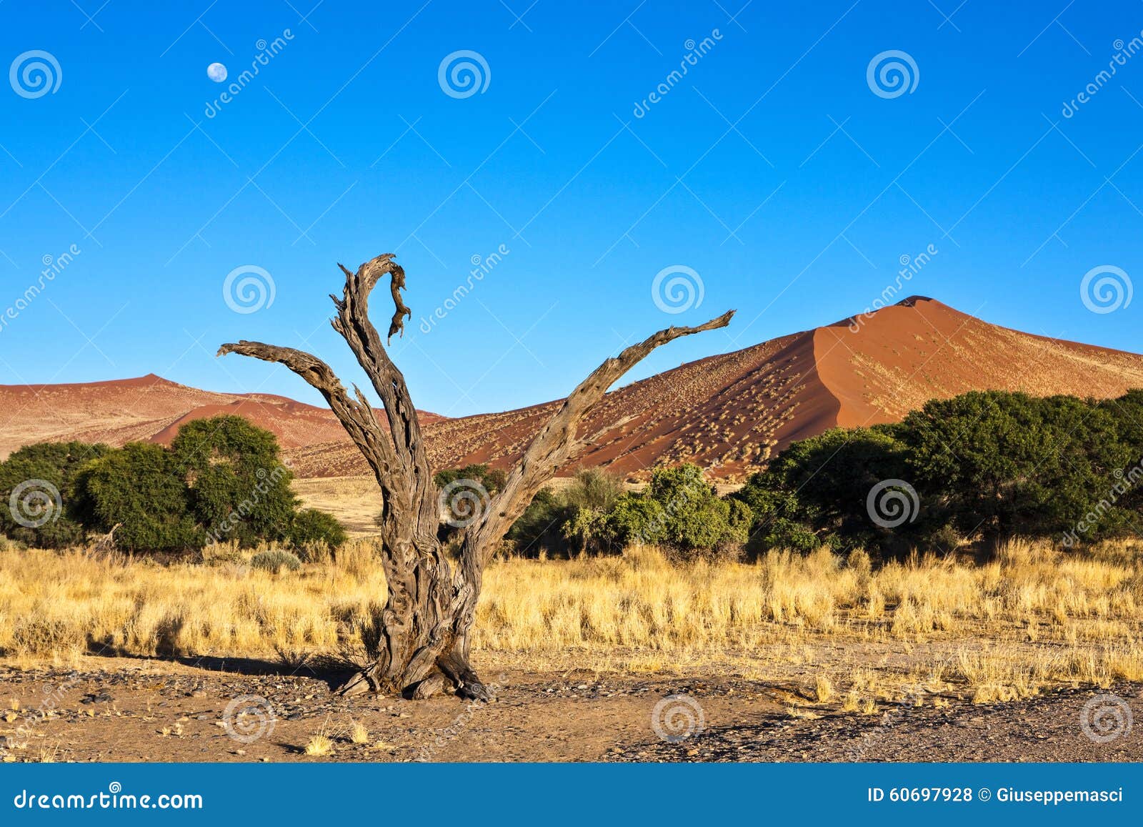 Namibia stock photo. Image of tree, outdoor, sand, namibia - 60697928