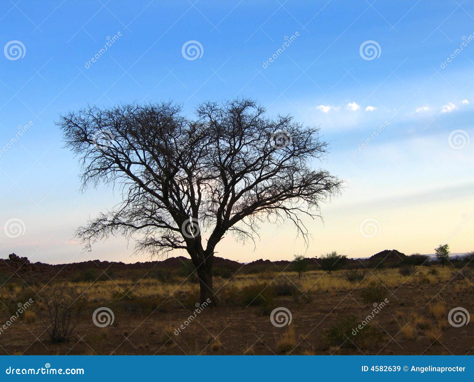Namibian - Camel Thorn Tree Stock Image - Image of thorn, namibia: 4582639