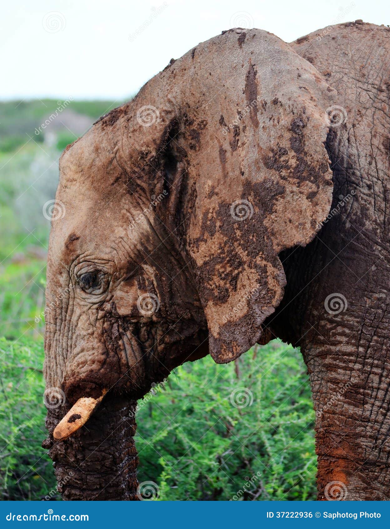 Namibian Elelphant stock photo. Image of graphics, wilderness - 37222936