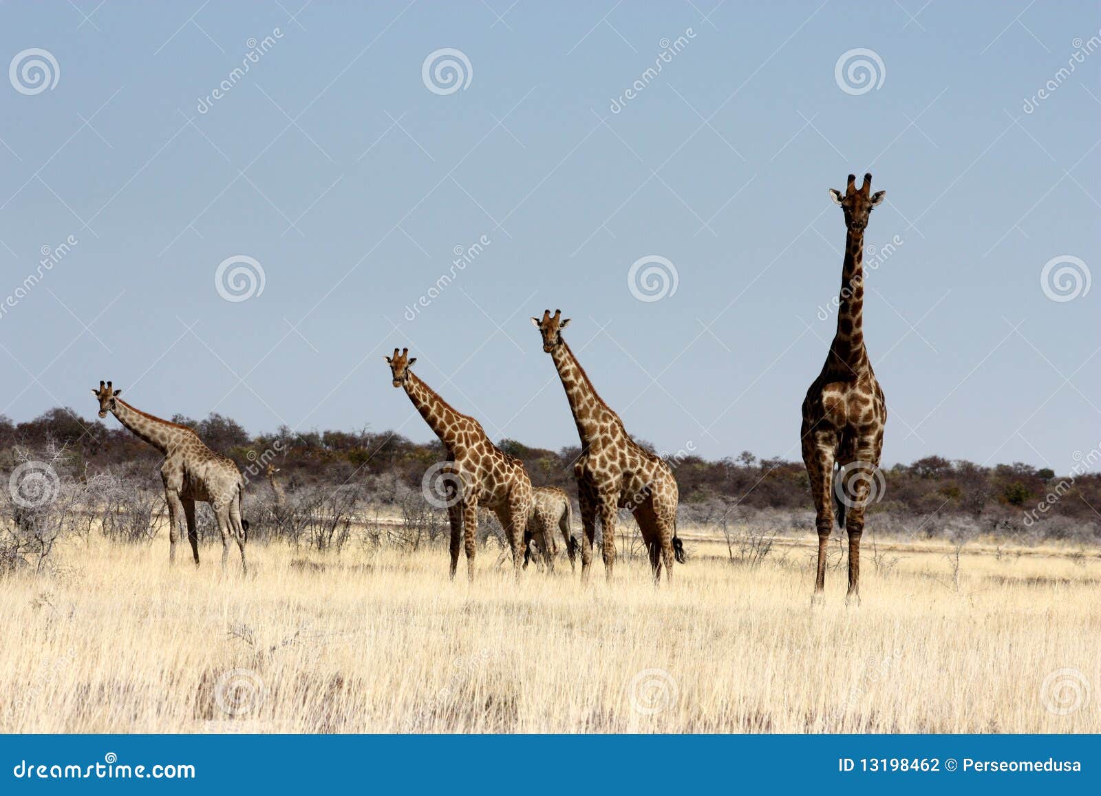 Namibian giraffes stock photo. Image of africans, africa - 13198462