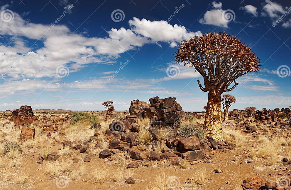 Namibian landscape stock image. Image of wilderness, succulent - 3152605
