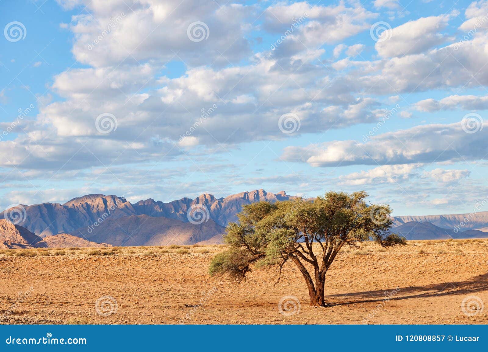 Namibian Tree Stock Image | CartoonDealer.com #1743925
