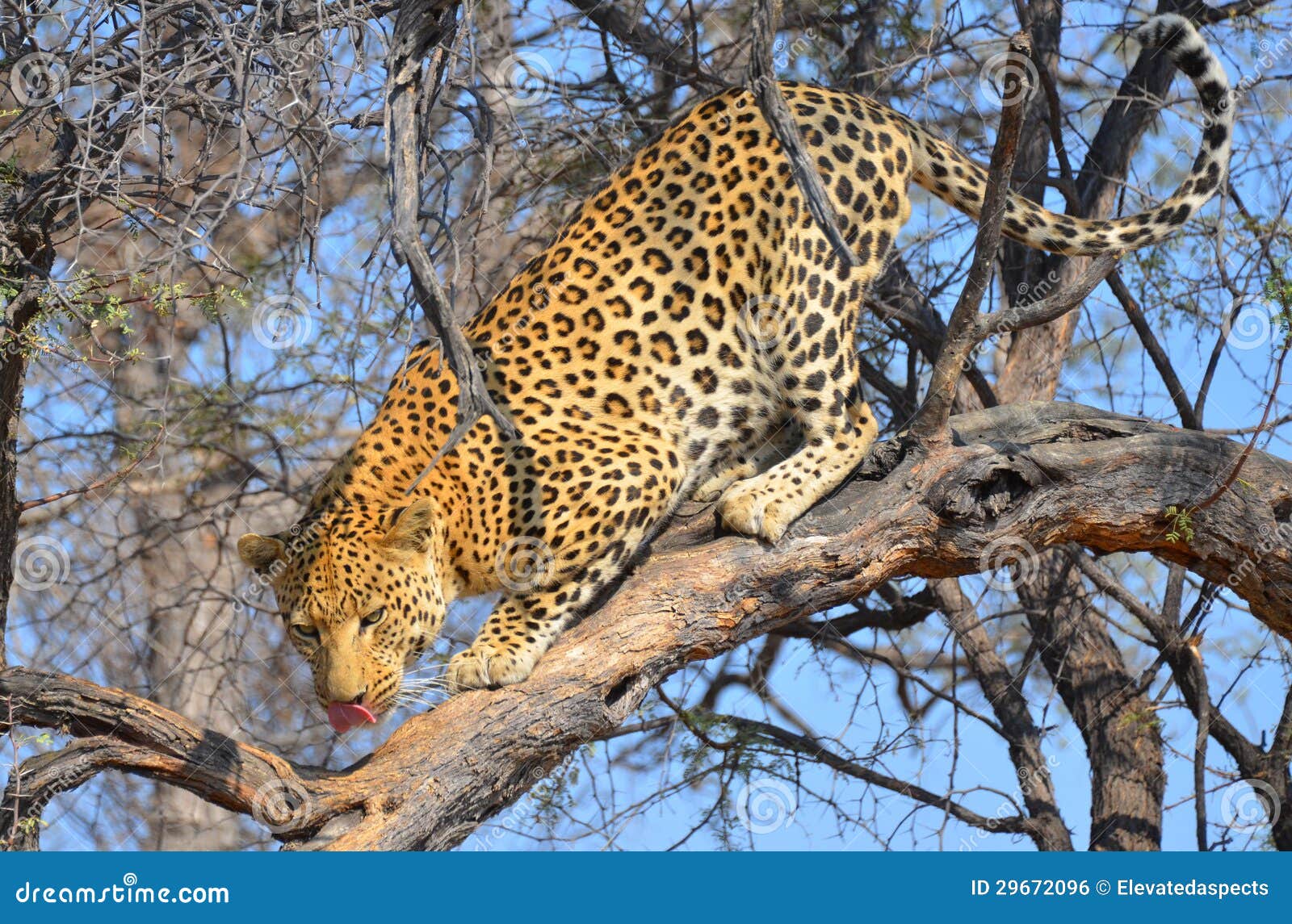 Namibian Leopard stock photo. Image of park, etosha, windhoek - 29672096