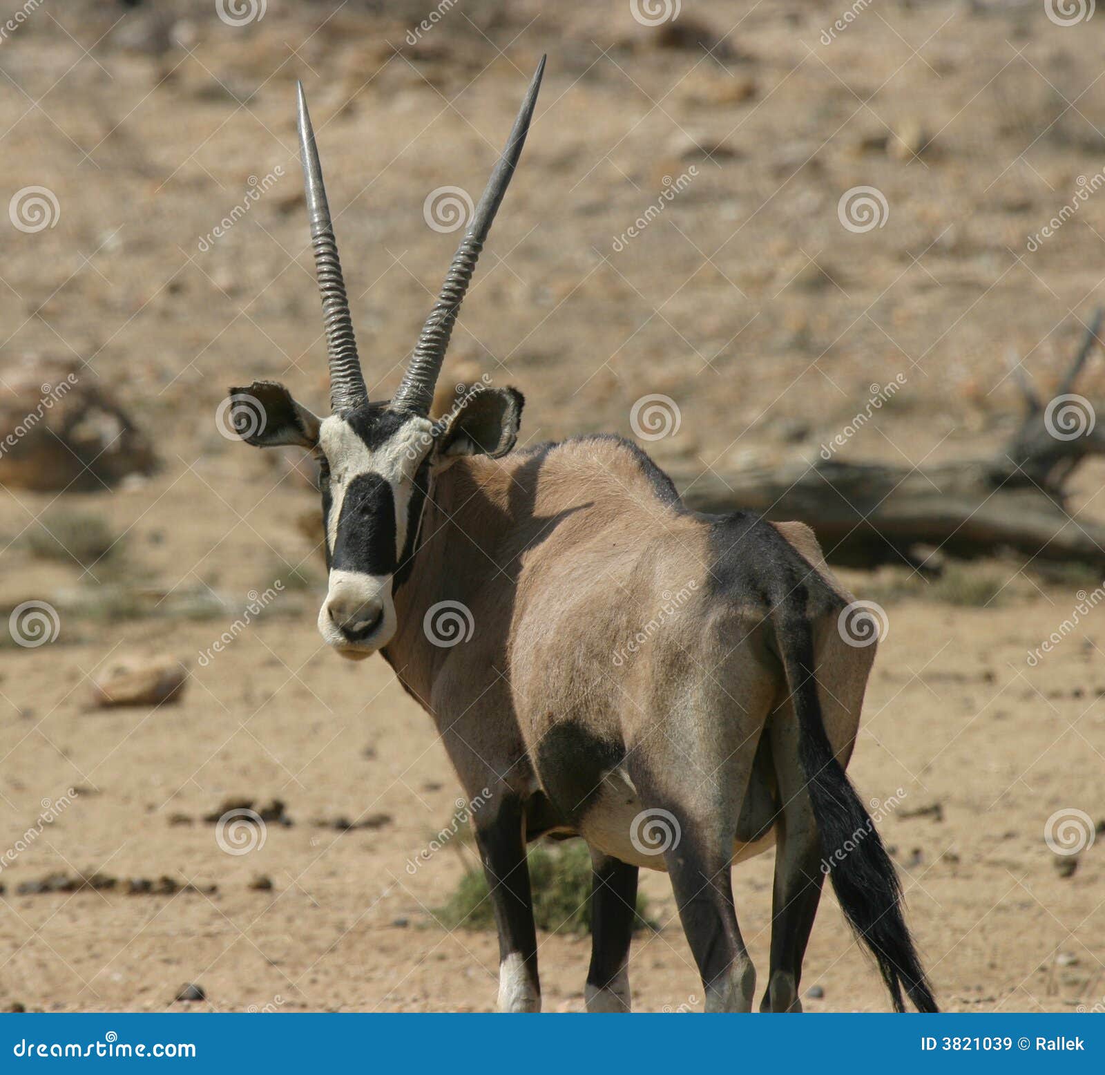 Namibian oryx antelope stock image. Image of mammal, africa - 3821039