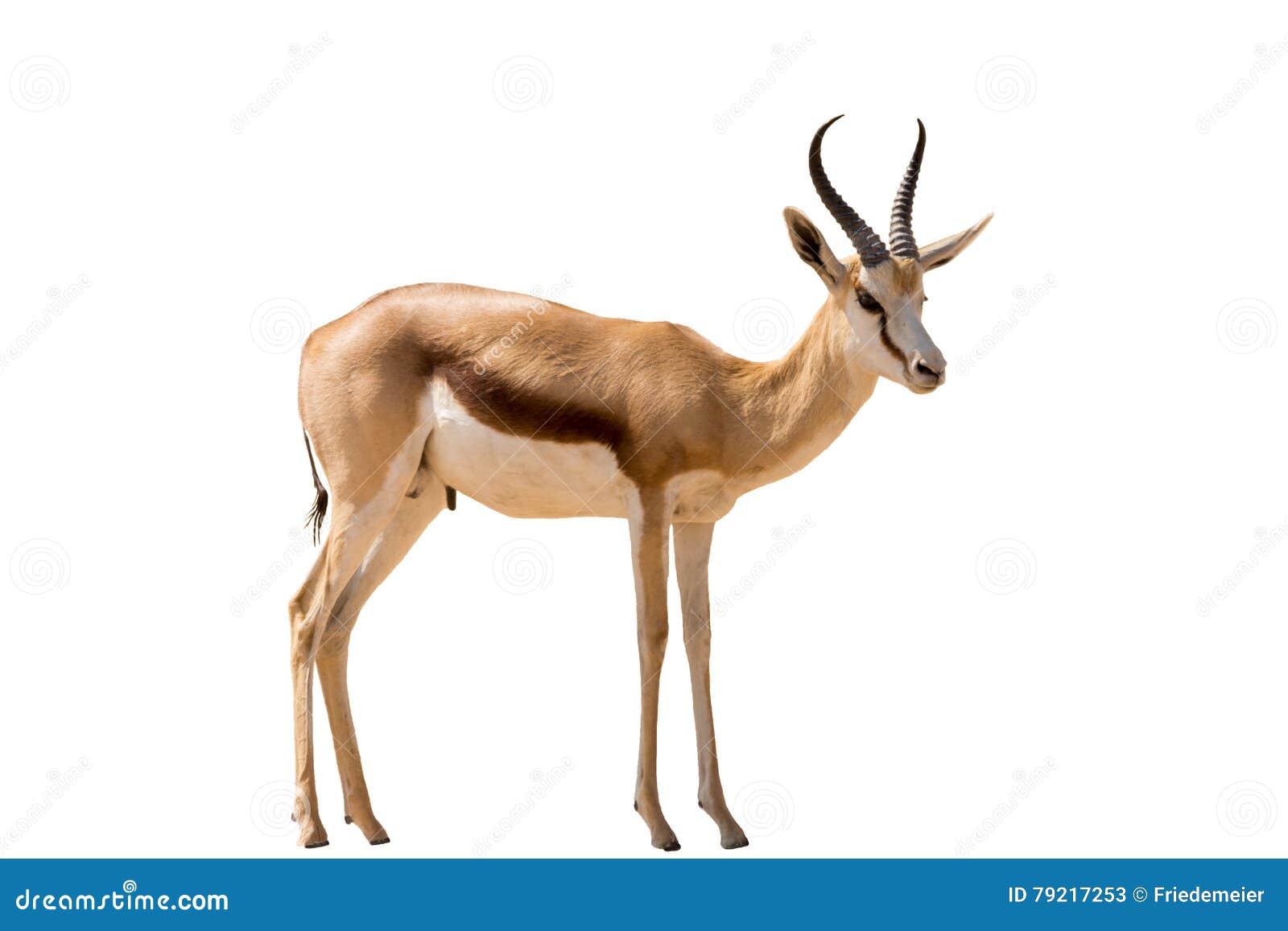 White Springbok