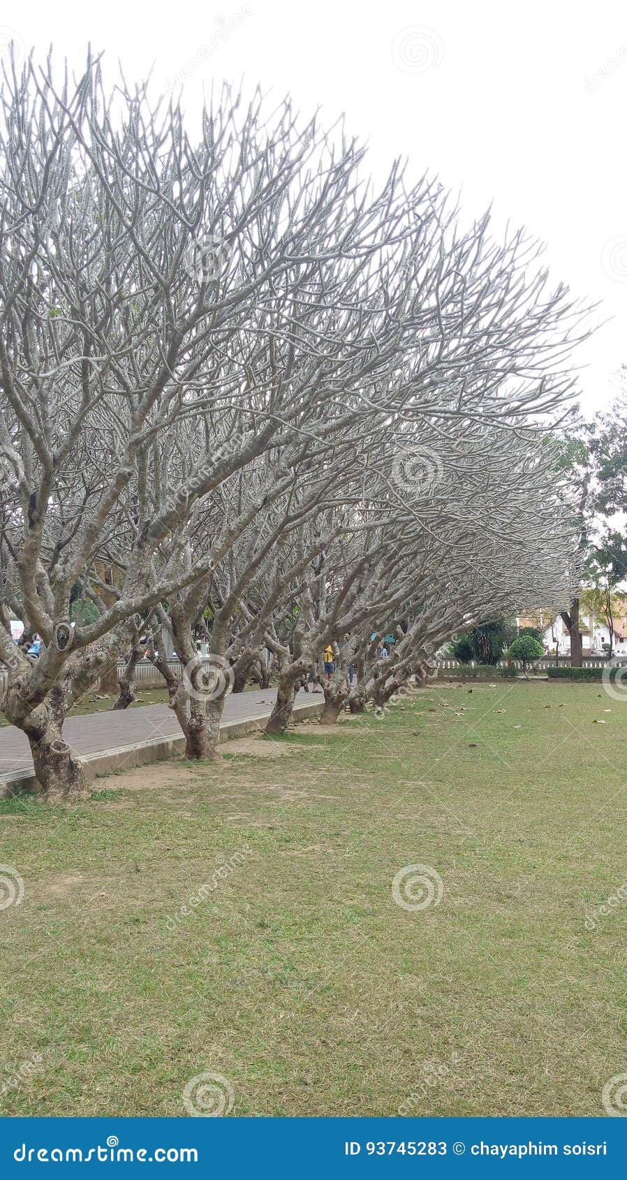 Tree Kampoo Stock Photos - Free & Royalty-Free Stock Photos from Dreamstime