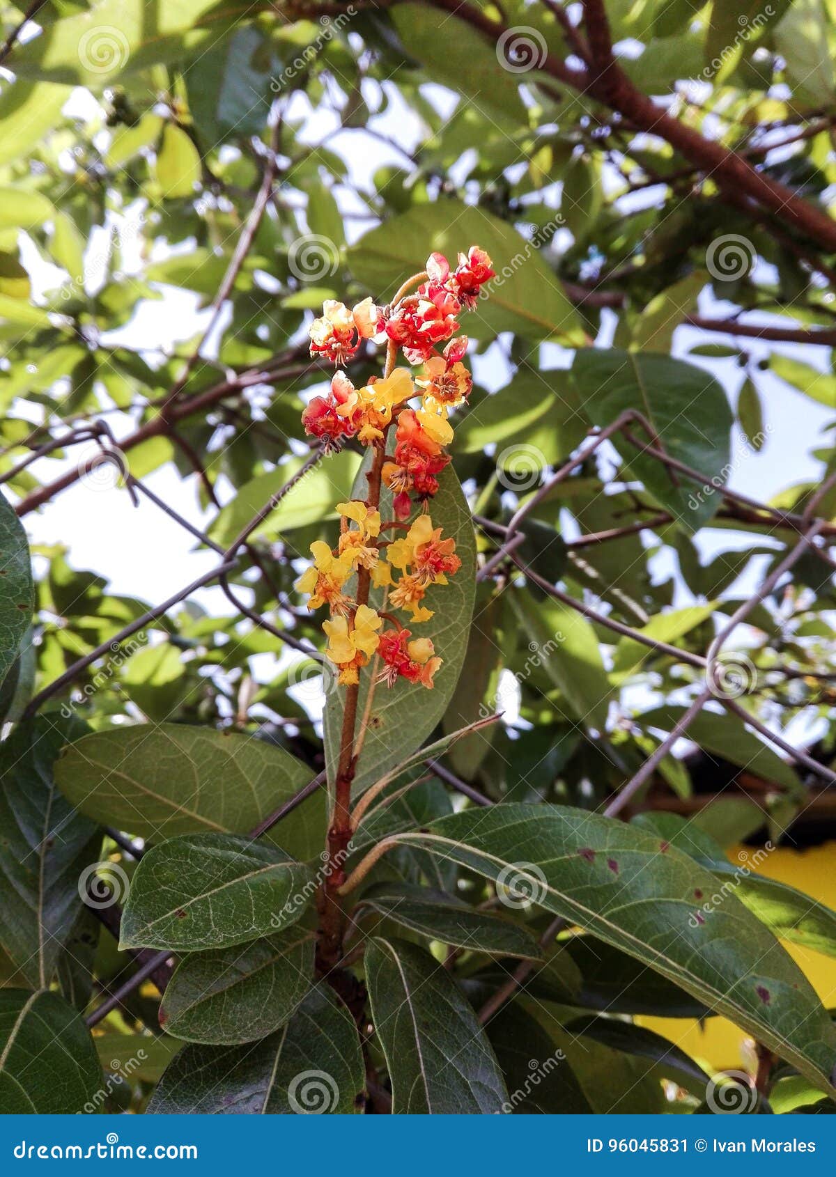 Nance flower stock image. Image of summer, flower, colors - 96045831