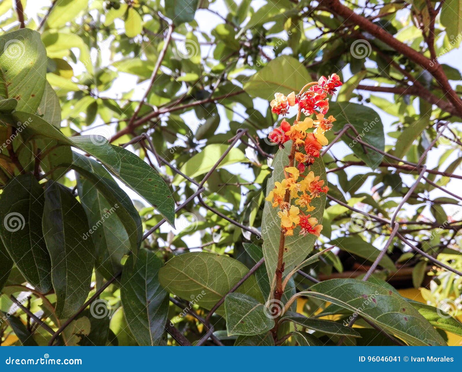 Nance flower stock image. Image of plant, natural, flower - 96046041