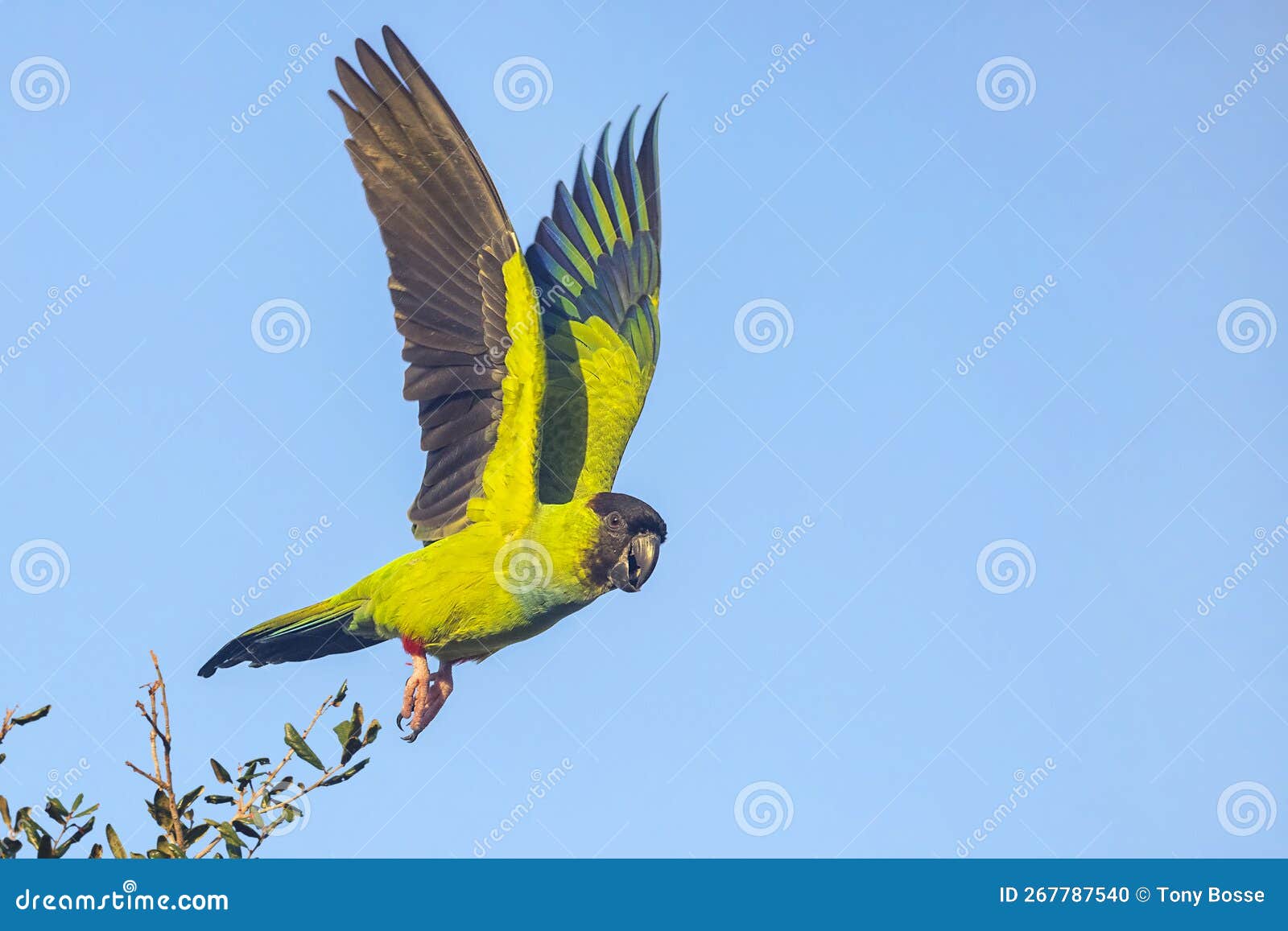 Nanday Conure Taking Flight from Tree Top Stock Photo - Image of fauna ...
