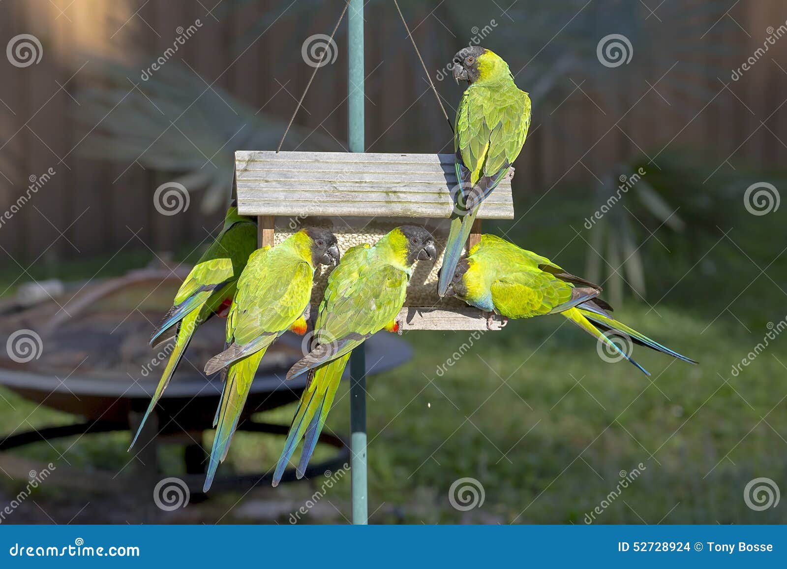 Nanday Conures stock photo. Image of fauna, avian, feathers - 52728924