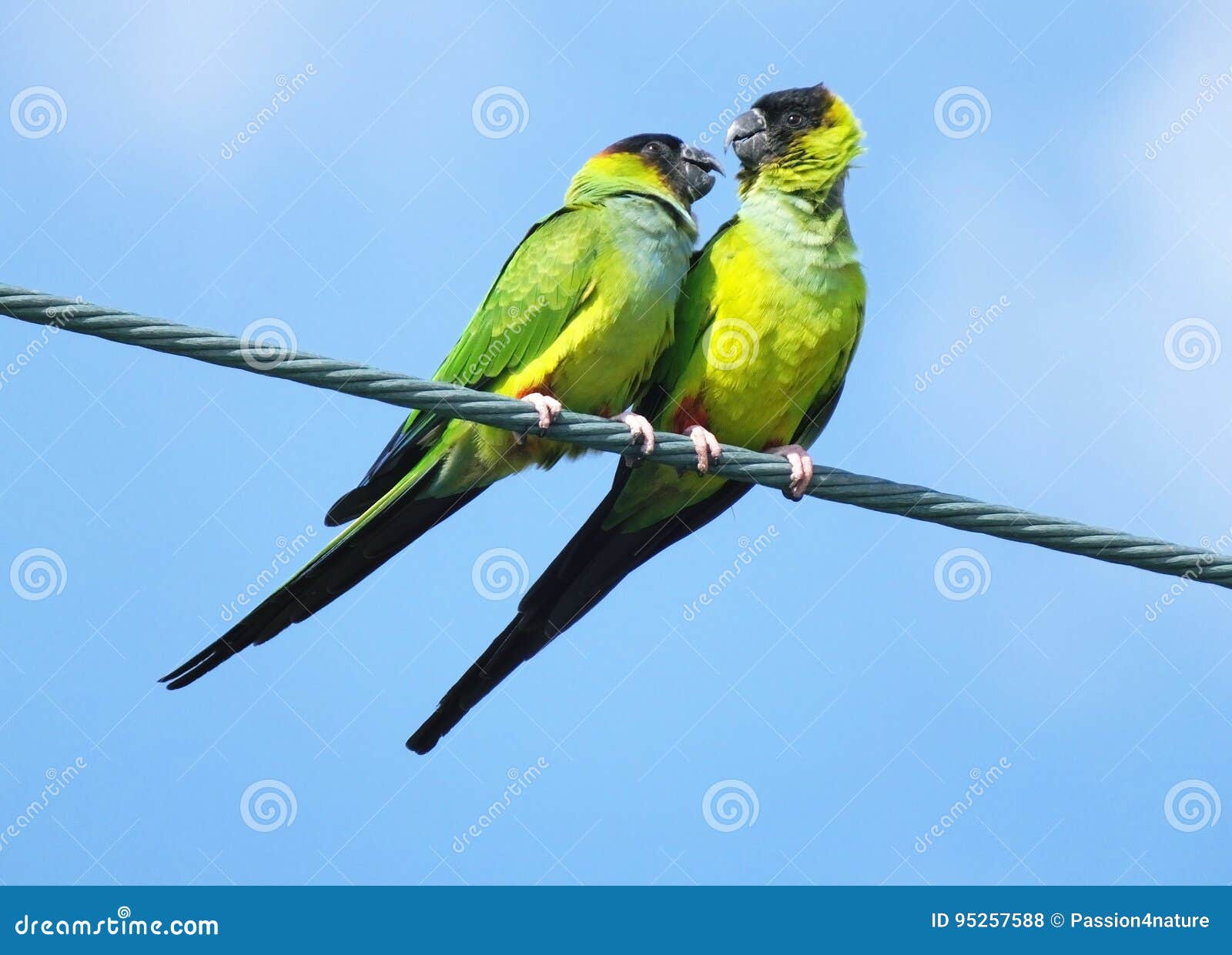 Nanday Parakeet or Aratinga Nenday Stock Photo - Image of nenday ...