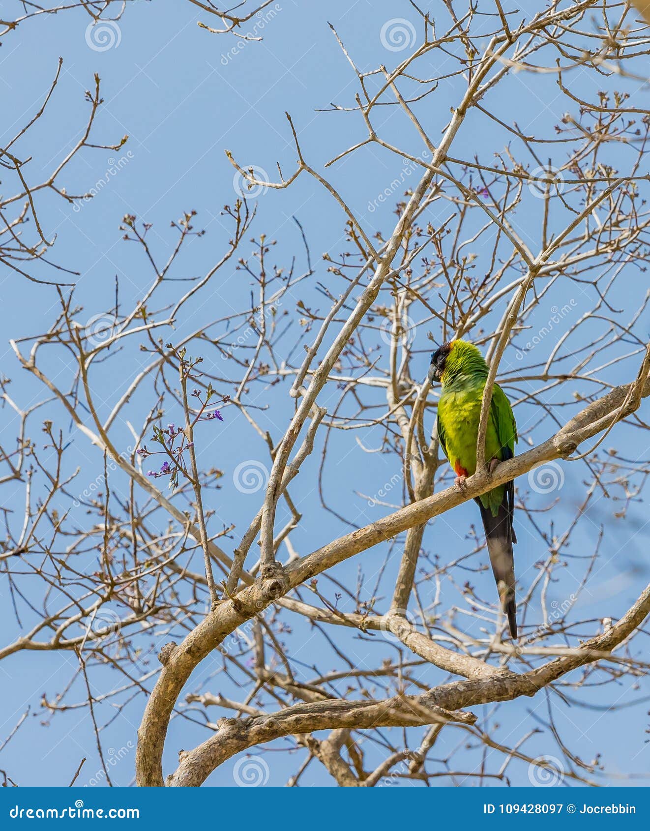 Nanday parakeet of Brazil stock image. Image of animal - 109428097