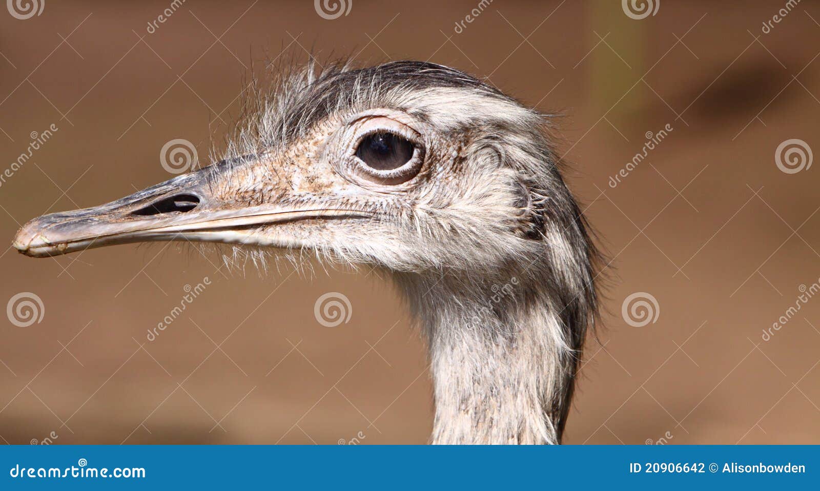 Nandoe stock foto. Image of reet, nave, vogel, ondoordacht - 20906642